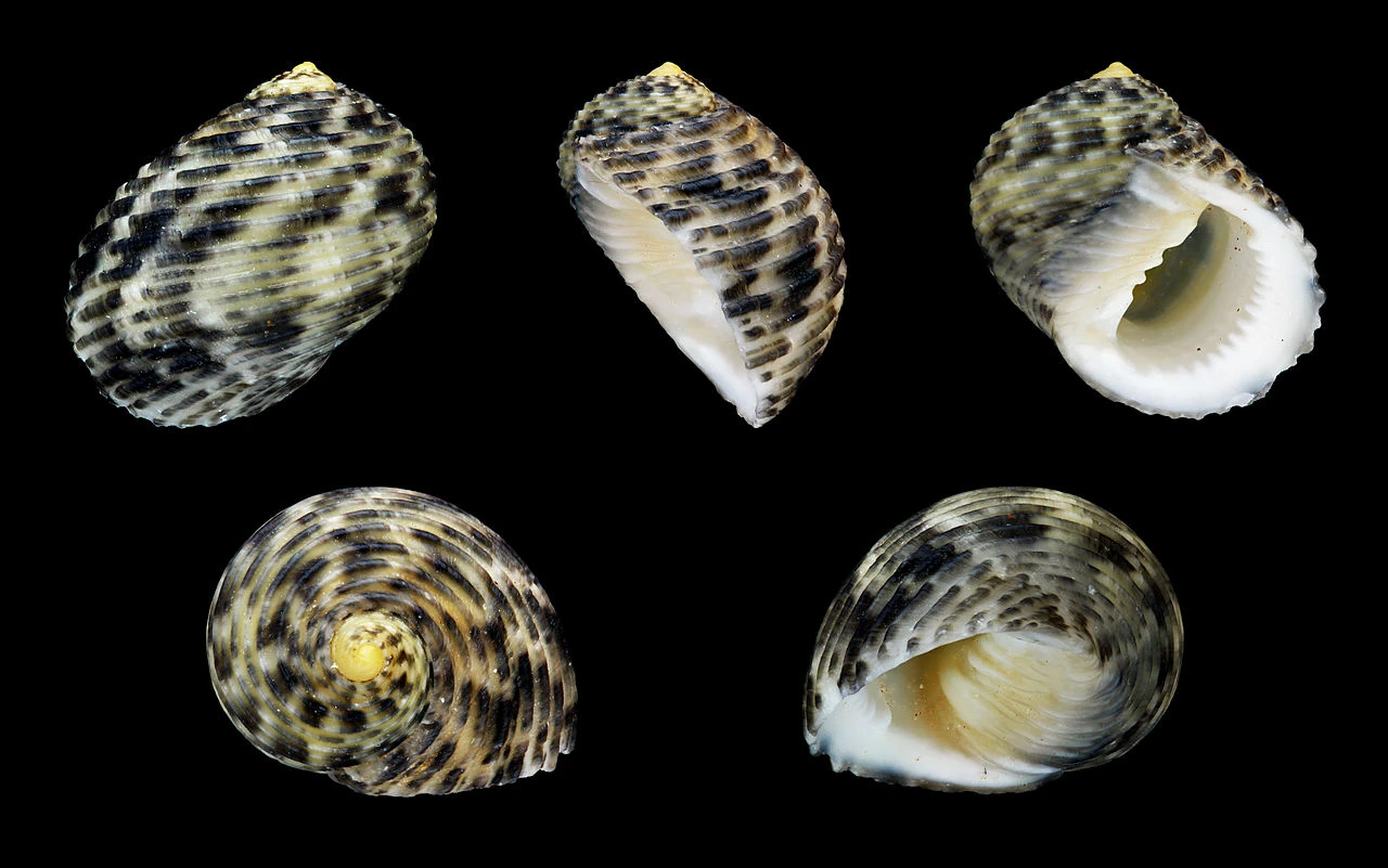 Image - Nerita undata shells.JPG | Aquatic Life Wiki | FANDOM powered ...