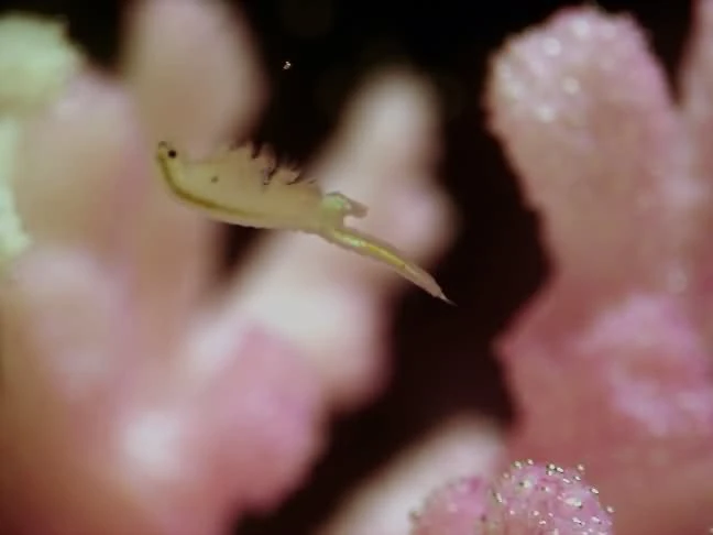 Artemia NYOS | Aquatic Life Wiki | Fandom