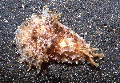 Dolabella auricularia | Aquatic Life Wiki | Fandom