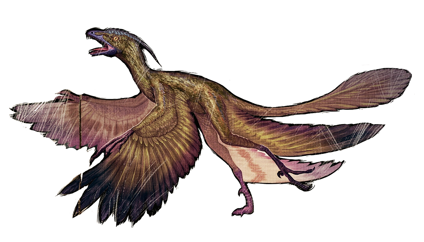 Изображение - Microraptor Transparent.png | ARK: Survival Evolved вики ...