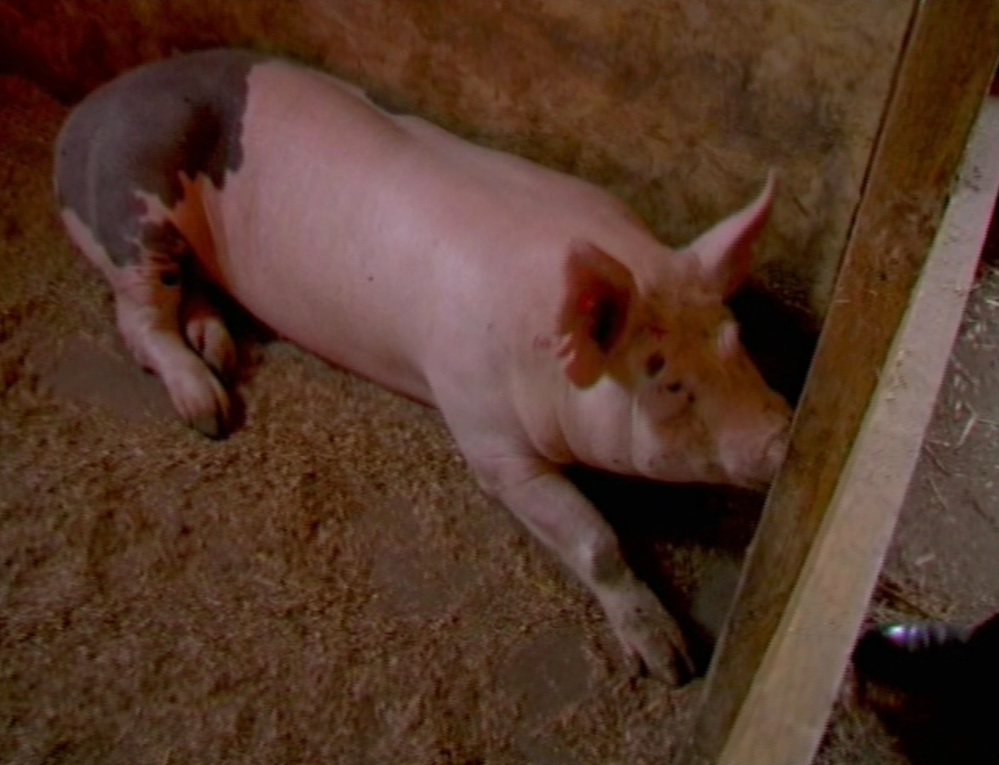 Francine (pig) | Arthur Wiki | Fandom