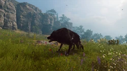 Lykaon Wolf | Assassin's Creed Wiki | FANDOM powered by Wikia