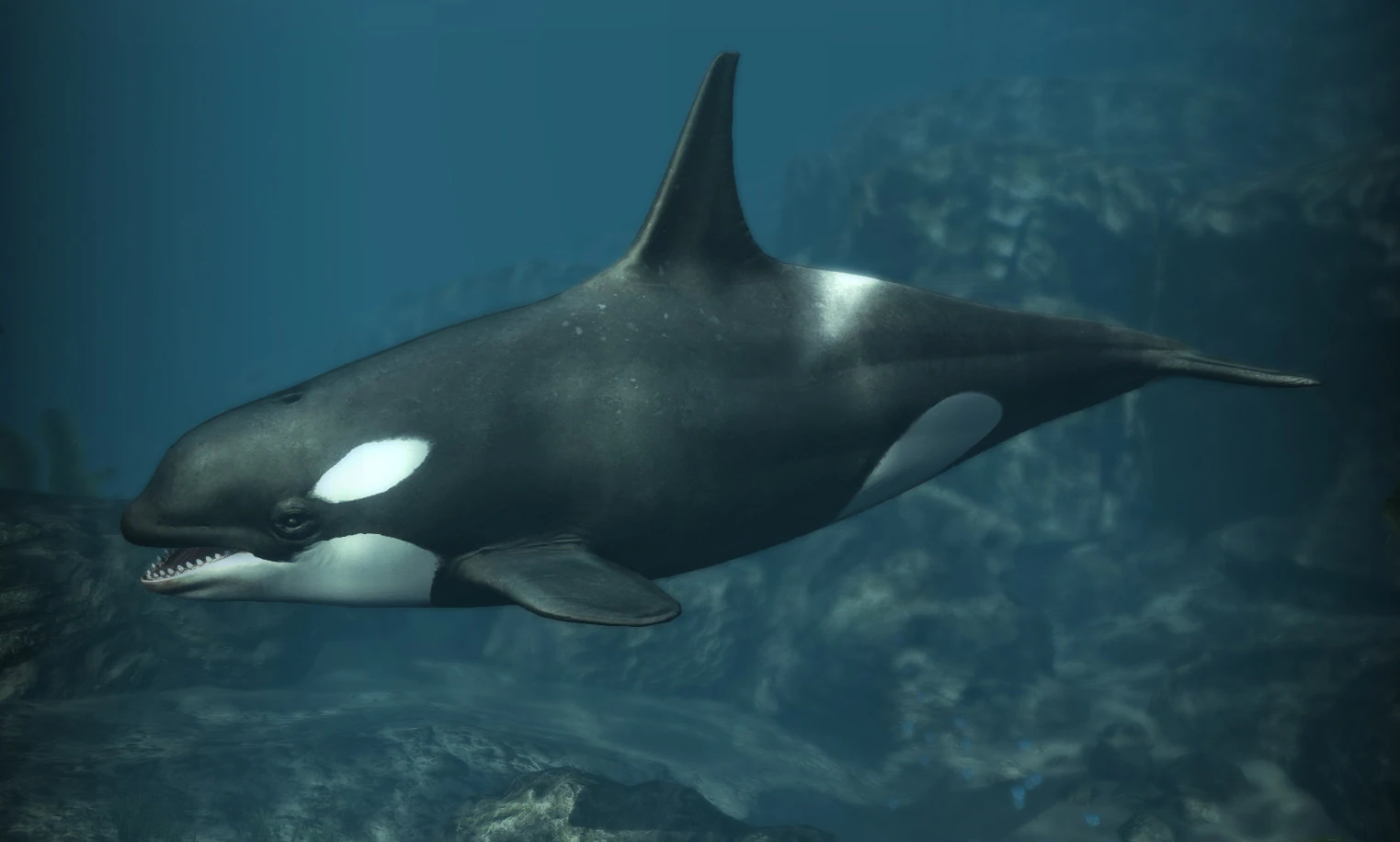 Killer whale | Assassin's Creed Wiki | Fandom