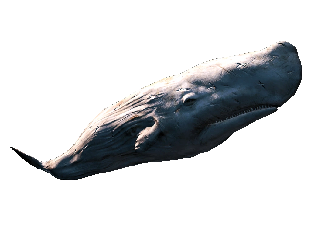 Grand cachalot | Wiki Assassin's Creed | Fandom