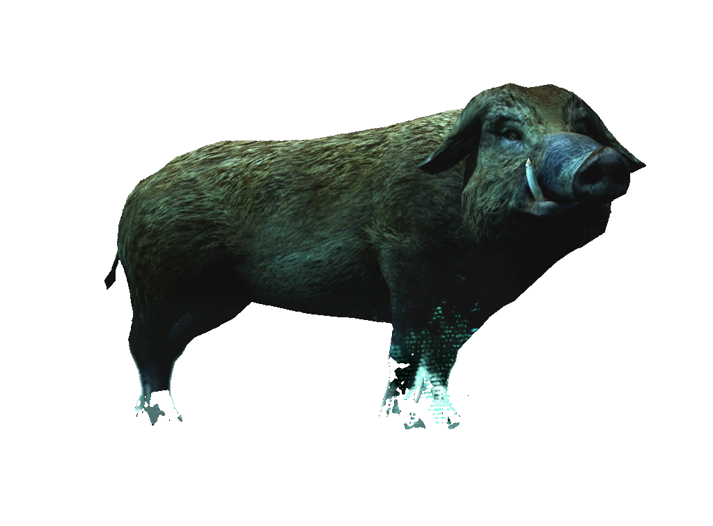 Database: Wild Pig | Assassin's Creed Wiki | Fandom