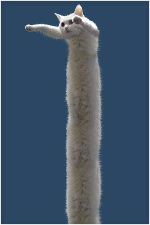 Long Cat | Wiki Bakaciones | FANDOM powered by Wikia