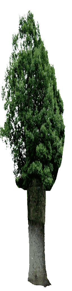 Image - Tree.png | Baldi's Basics In Education & Learning Wiki | FANDOM ...