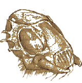 Ankheg Shell | Baldur's Gate Wiki | Fandom