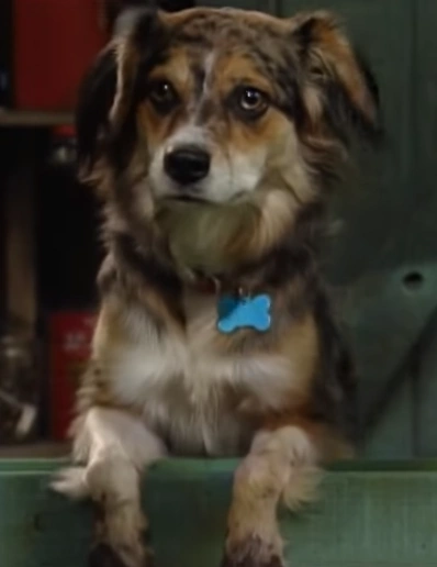 Category:Pets | Barney Wiki | FANDOM powered by Wikia