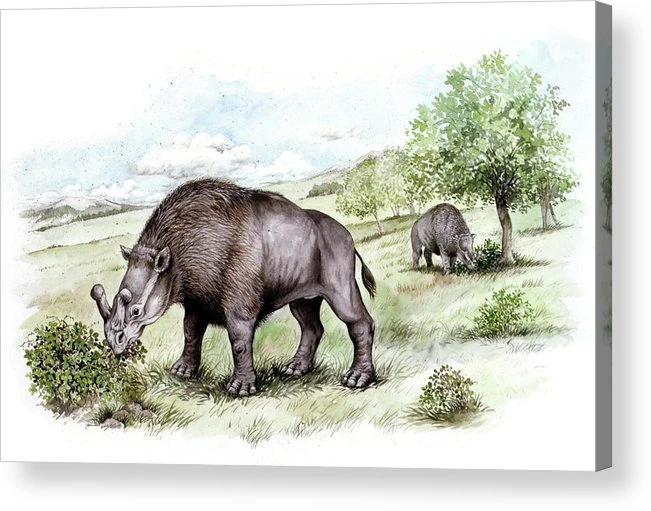 Brontotherium | Encyclopedia Barsoomia Wiki | Fandom