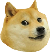Doge | Object Shows Community | Fandom