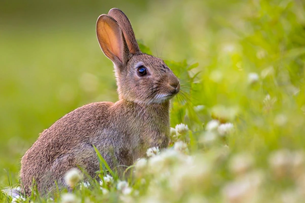 European Rabbit | BBC Animals Wiki | Fandom