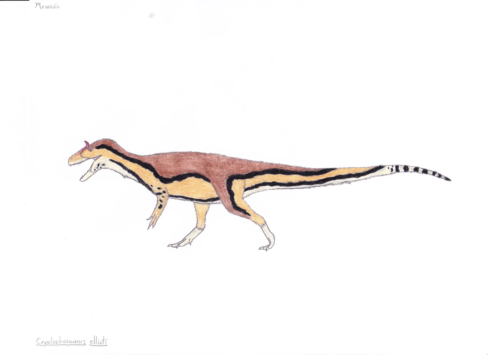 Cryolophosaurus | BBC Mesozoic Wiki | Fandom