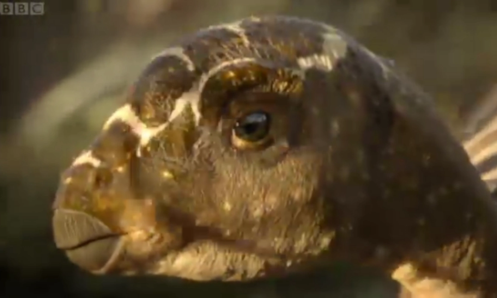 Jeholosaurus | BBC Planet Dinosaur Wiki | Fandom