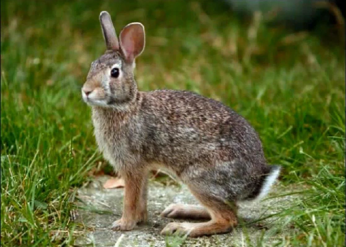 Rabbit | Beast Wars Transformers Wiki | Fandom