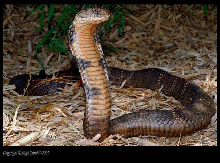 Cobra | Beast Wars Transformers Wiki | Fandom