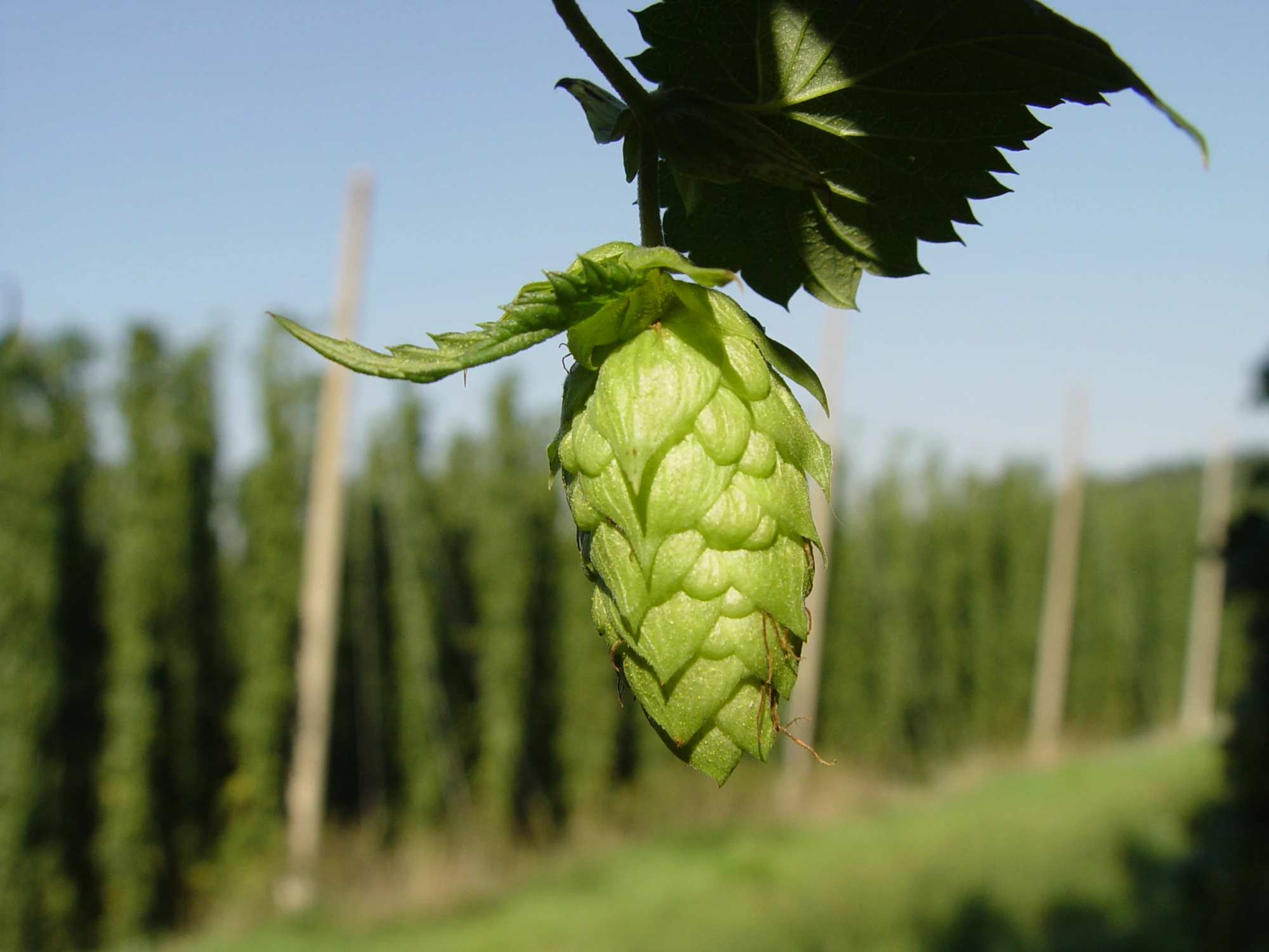 Hops | Beer Wiki | FANDOM powered by Wikia