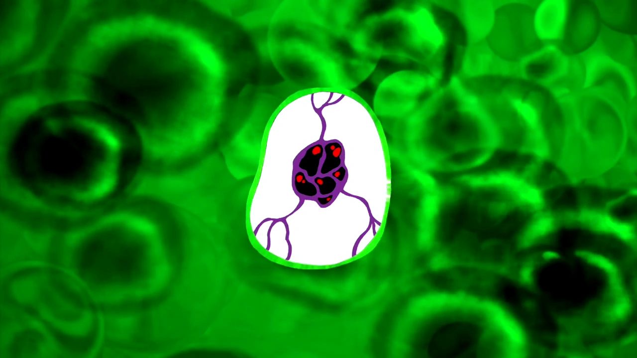 Highbreed (Omnitrix) | Ben 10 List Wiki | FANDOM powered by Wikia