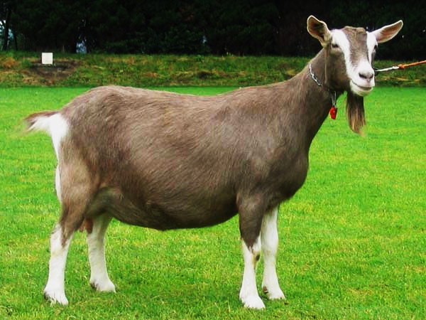 Obraz - Koza Toggenburska.jpg | Benio123o pl Wiki | FANDOM powered by Wikia