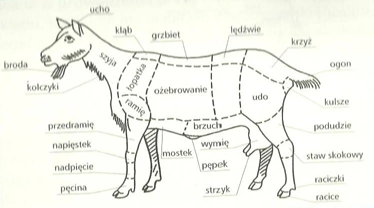 Obraz - Pokrój Kozy.jpg | Benio123o pl Wiki | FANDOM powered by Wikia