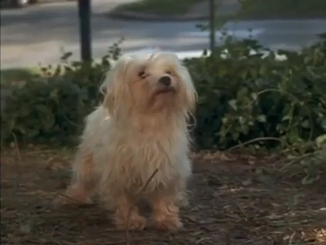 Tiffany | Benji Wiki | Fandom