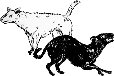 El Cadejo | Wiki Bestial | FANDOM powered by Wikia