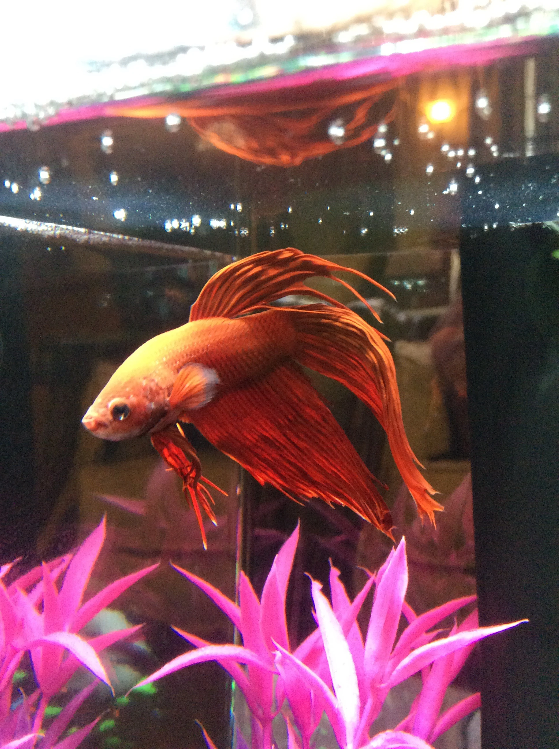 Betta Colors | Betta Splendens Wiki | FANDOM powered by Wikia