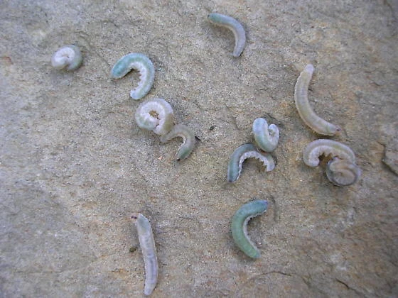 Goma worms | Beyonders Wiki | Fandom