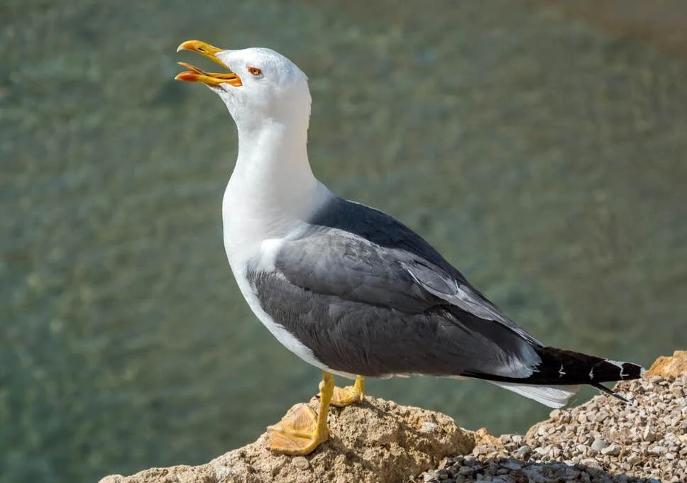 Seagull | Big Cook Little Cook Wikia | Fandom