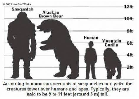 Image - Sasquatch Height Chart.png | Bigfoot Wiki | FANDOM powered by Wikia