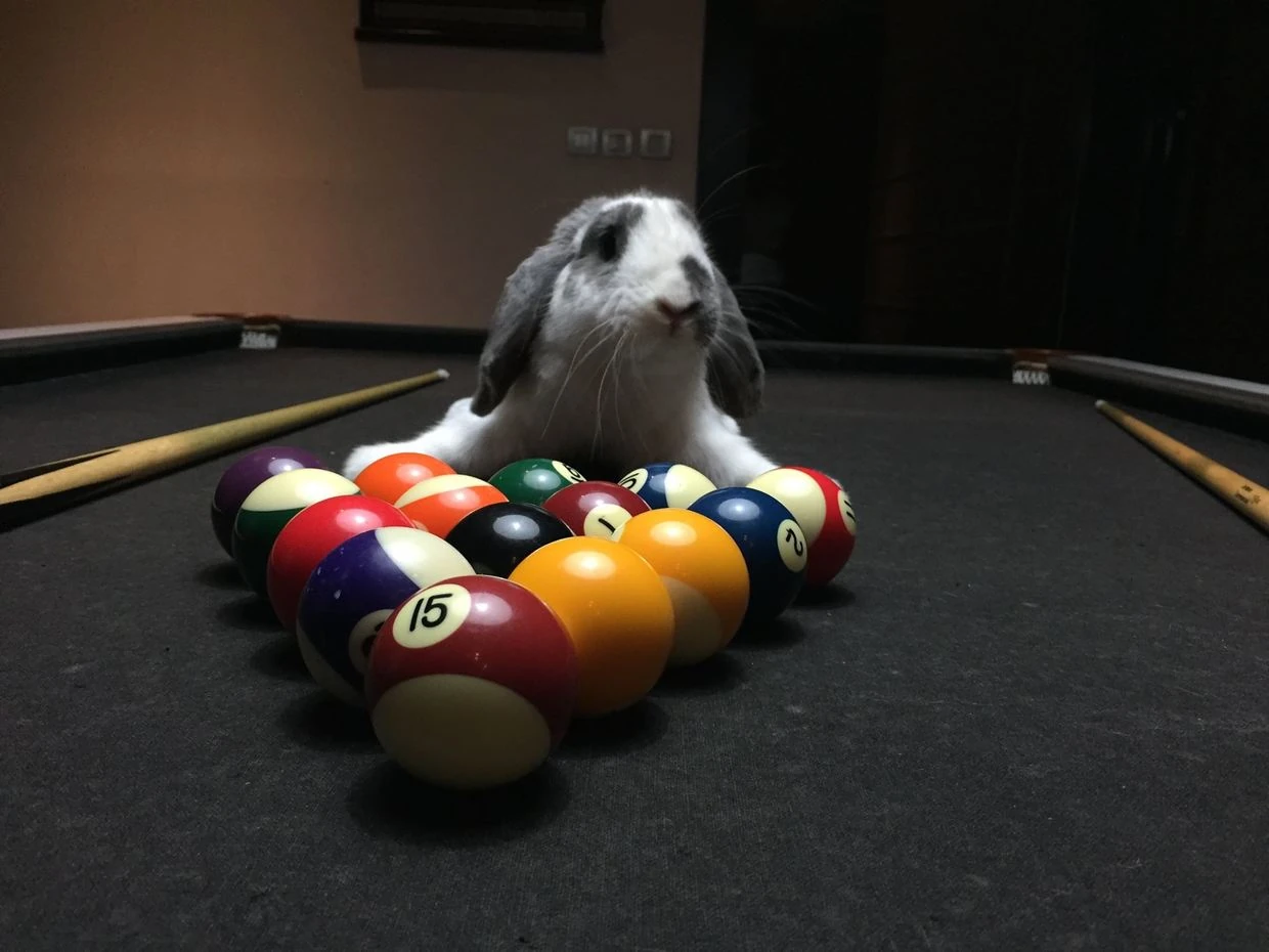 Discuss Everything About Bini the Bunny Wiki | Fandom