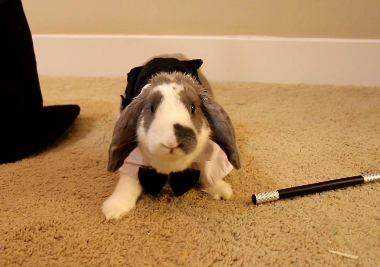 Bini the Bunny (character) | Bini the Bunny Wiki | Fandom