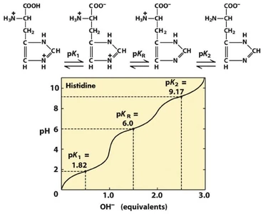 Histidine | Bioinformatics Wikia | FANDOM powered by Wikia