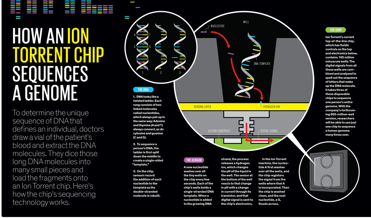 Ion Torrent sequencing | Bioinformatics Wikia | FANDOM powered by Wikia Ion Torrent sequencing | Bioinformatics Wikia | FANDOM powered by Wikia