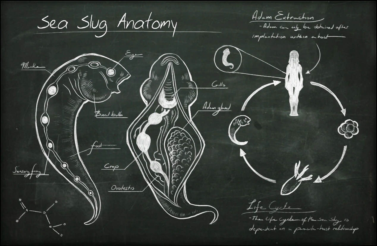Image - Sea Slug Anatomy.jpg | BioShock Wiki | FANDOM powered by Wikia