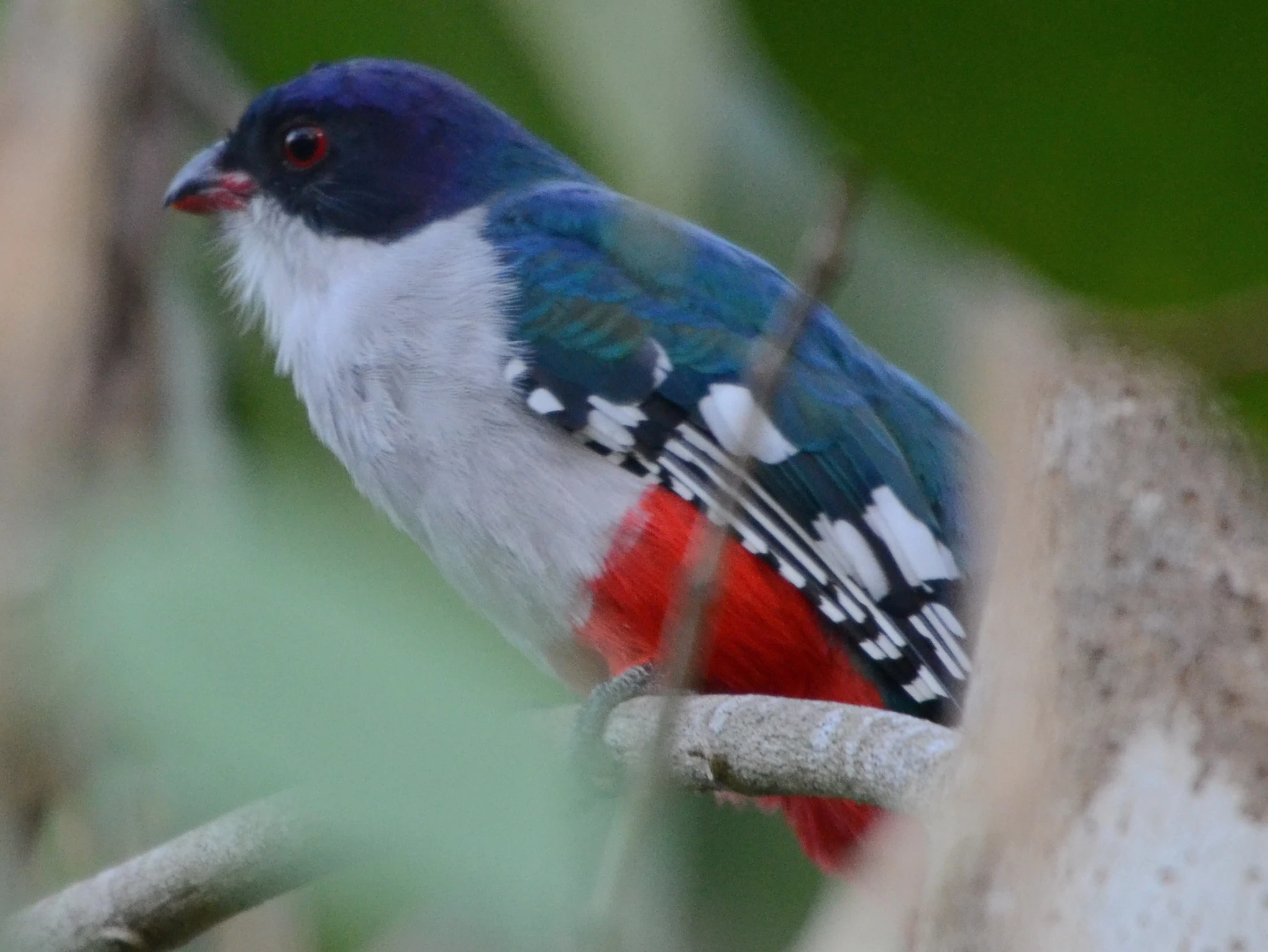 Cuban Trogon | Birds of Color Wiki | Fandom