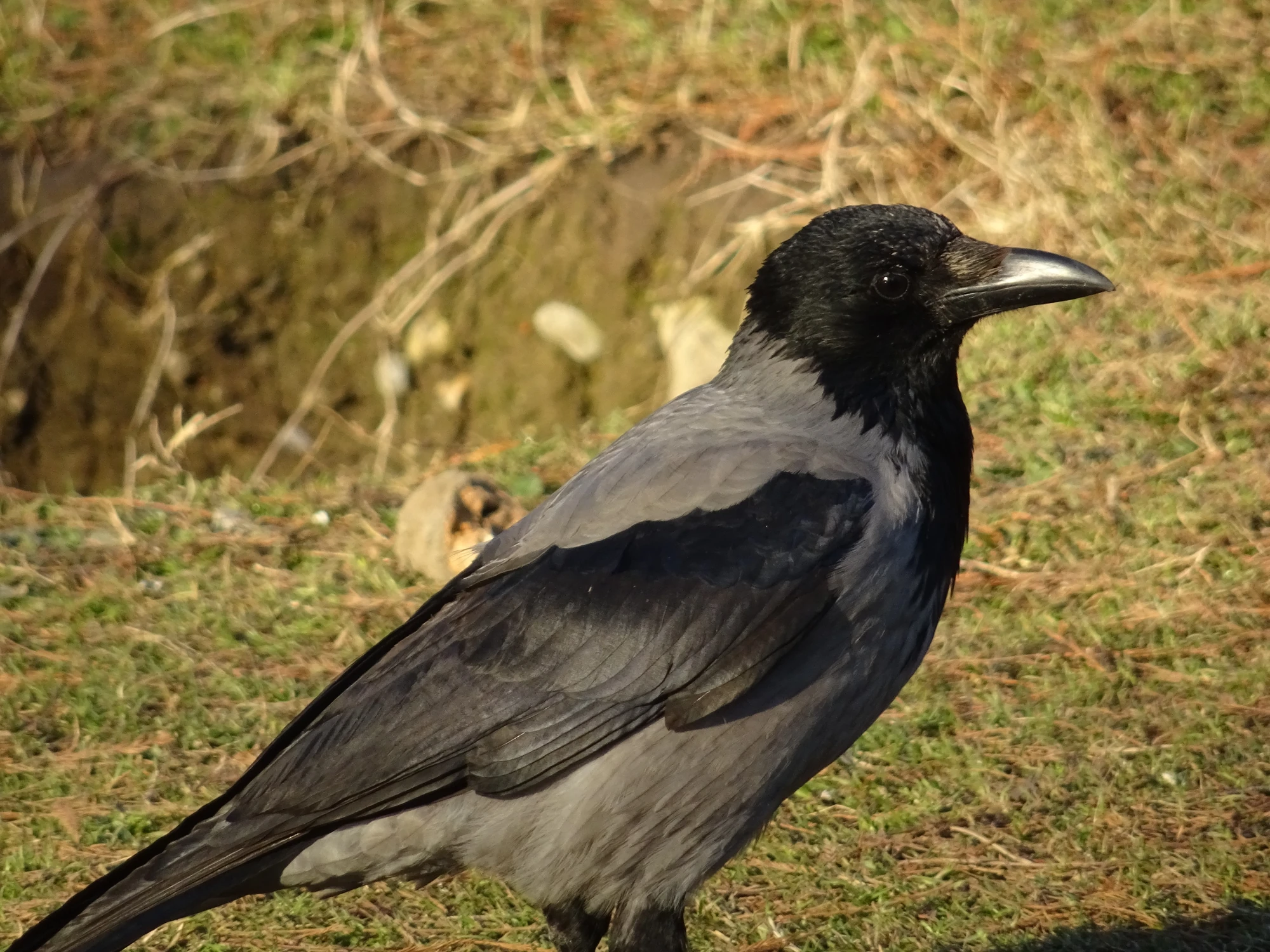 Hooded Crow | Birds Wiki | Fandom