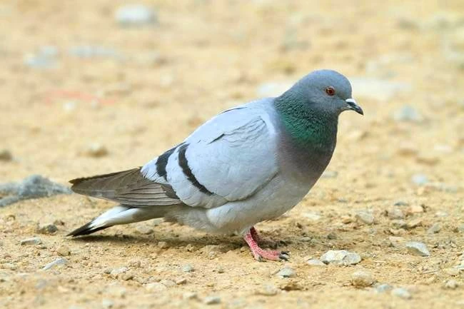 Hill pigeon | Birds Wiki | FANDOM powered by Wikia