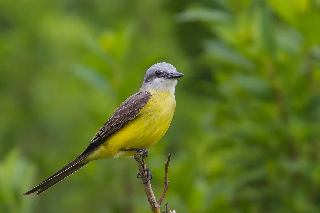 Kingbird | Birds Wiki | Fandom