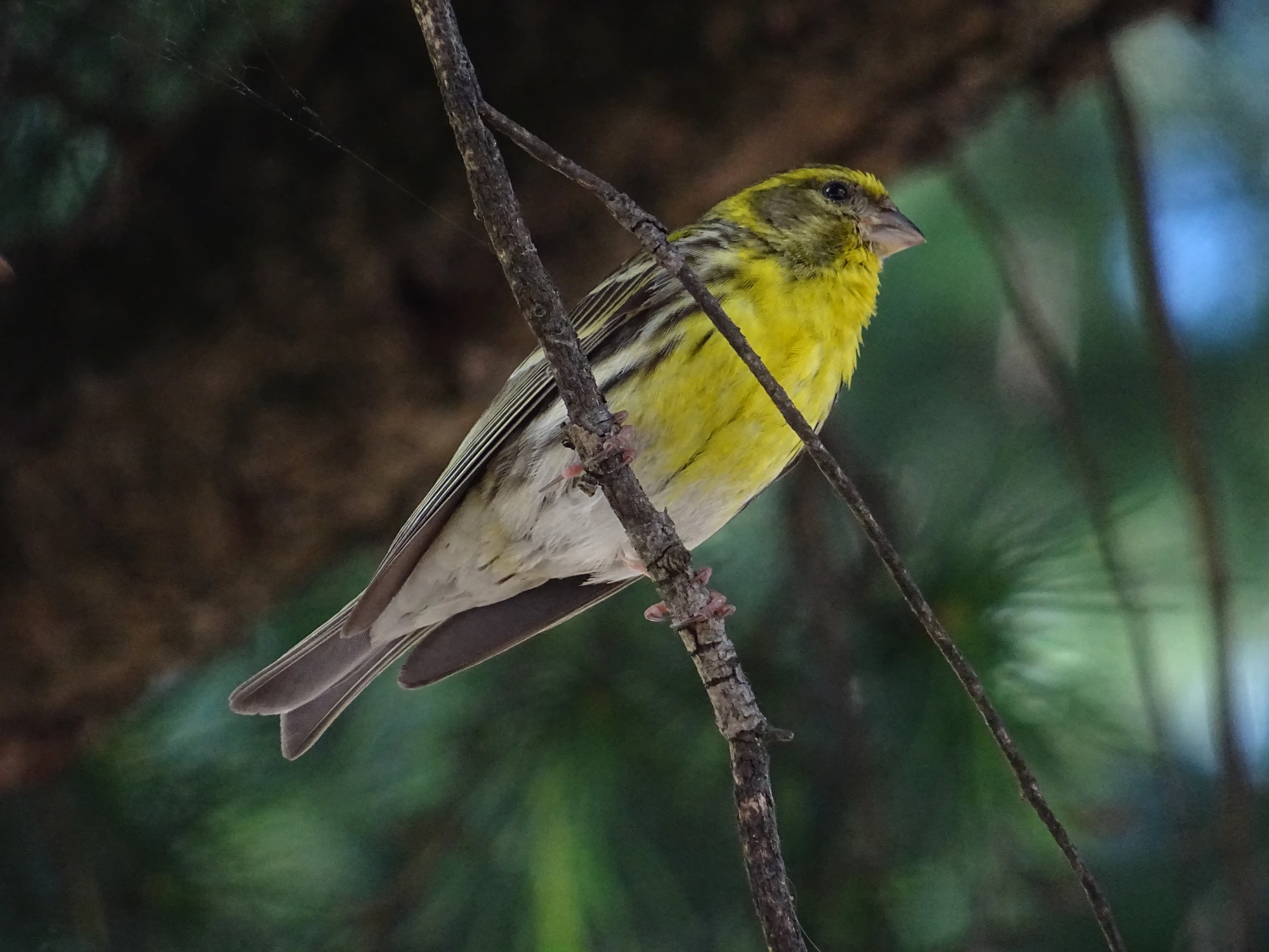 European Serin | Birds Wiki | Fandom