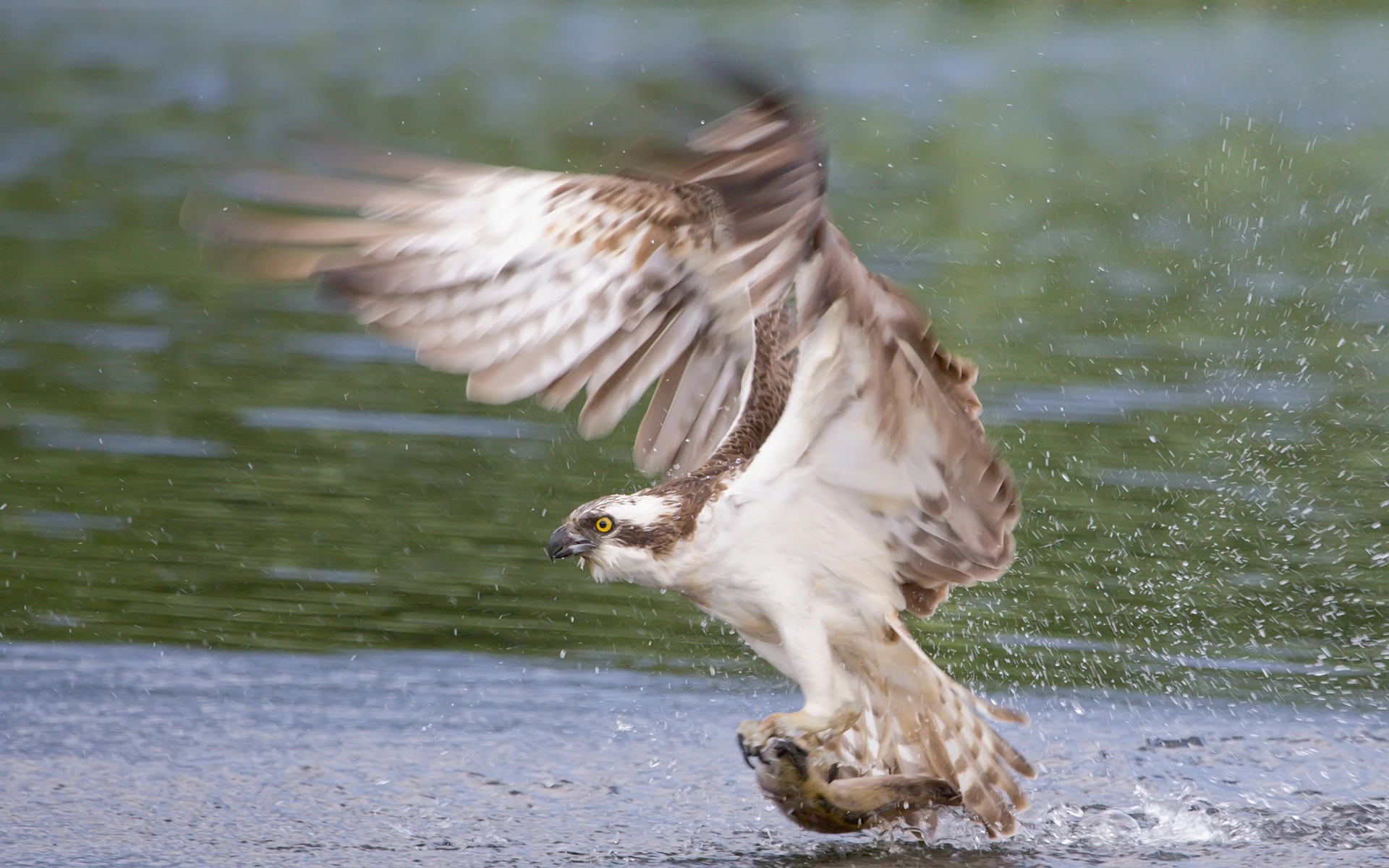 Osprey | Birds Wiki | Fandom
