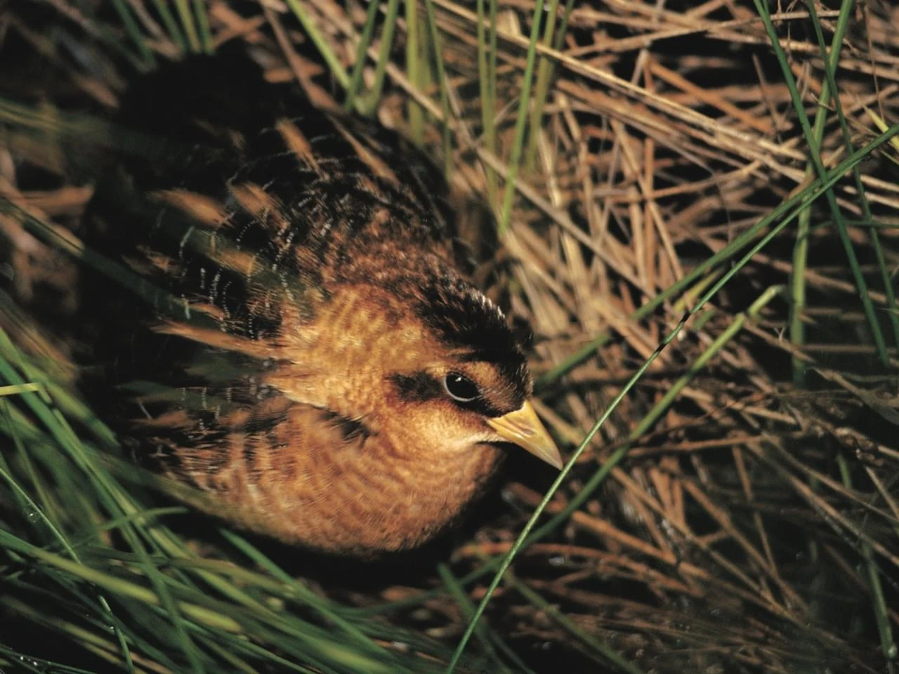 Yellow Rail | Birds Wiki | Fandom