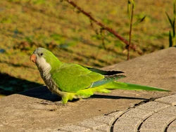 Monk Parakeet | Birds Wiki | Fandom