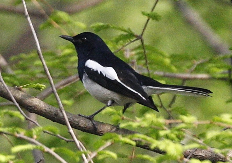 Oriental Magpie-robin | Birds Wiki | Fandom