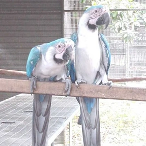 Blue And White Macaw