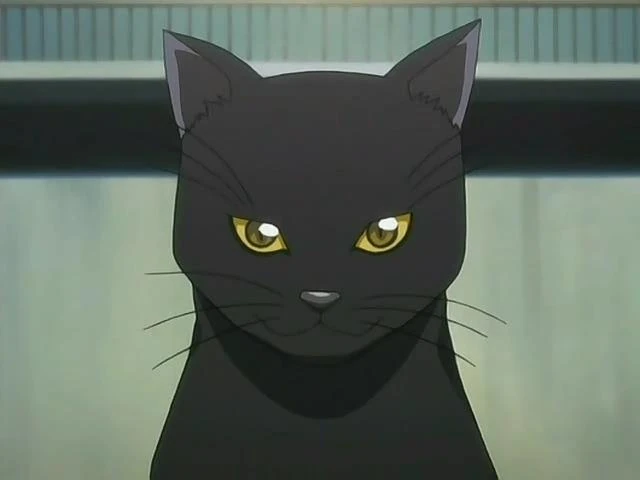 Image - Yoruichi's Cat Form.jpg | Bleach Fan Fiction Wiki | FANDOM ...