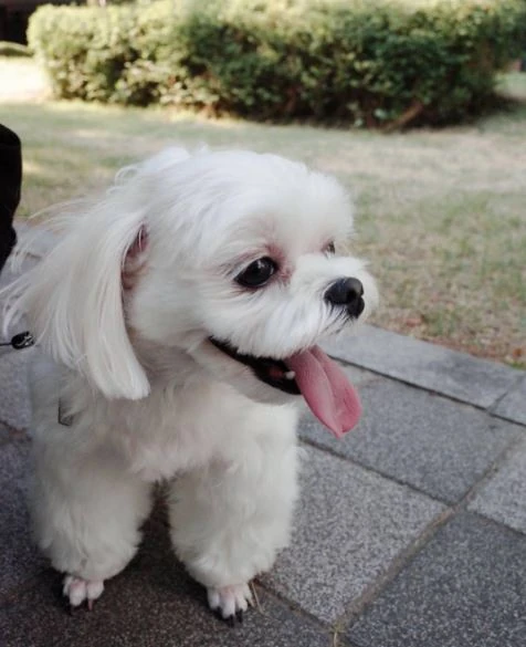 Image - Dalgom Jisoo Channel Plus Update.JPG | BLACK PINK Wiki | FANDOM ...