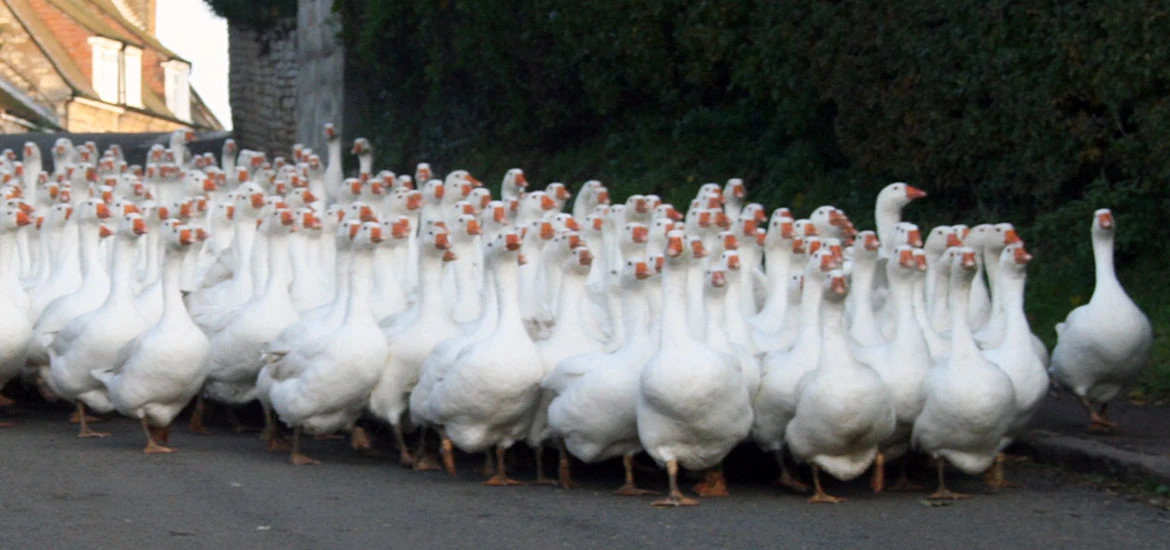 Treelightbulb the goose overlord | BlogClan 2 Wikia | FANDOM powered by ...