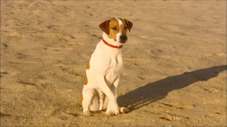 Little Dog Fido | Boohbah Wiki | Fandom