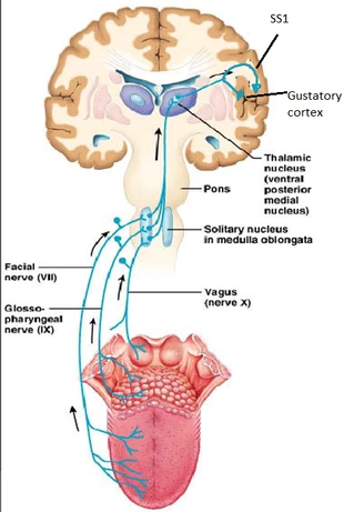 Gustatory pathway | Brain for ai Wiki | Fandom